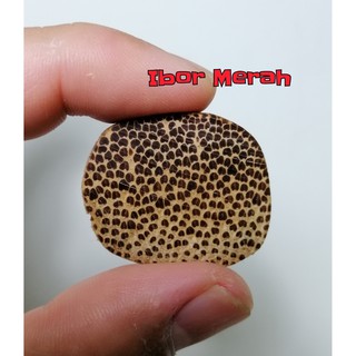Kayu Ibor Merah/urat merah (asli) | Shopee Malaysia