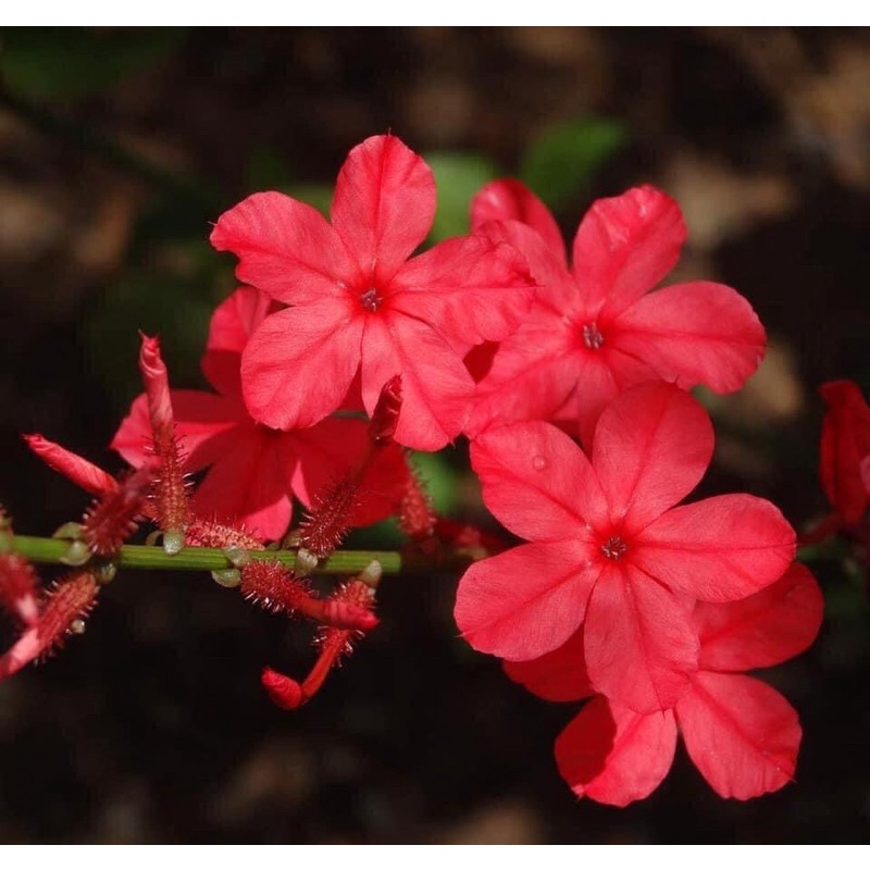 Pokok Bunga Red Plumbago pokok celaka merah Plumbago indica real plant ...