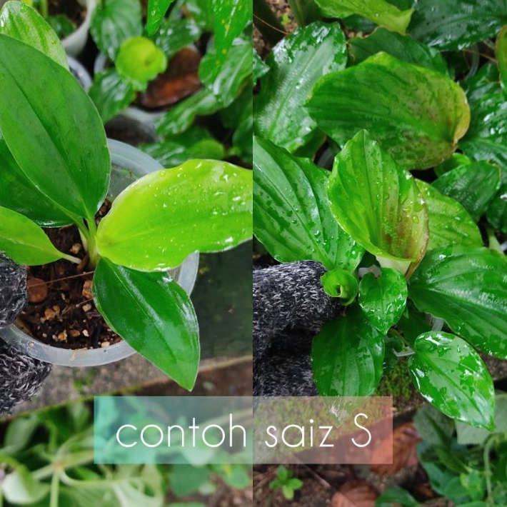 Anak Pokok Cekur @ Kencur Hijau (Kaempferia Galanga) /Kencur Batik ...