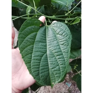 Daun Sacha Inchi Fresh dari pokok | Shopee Malaysia
