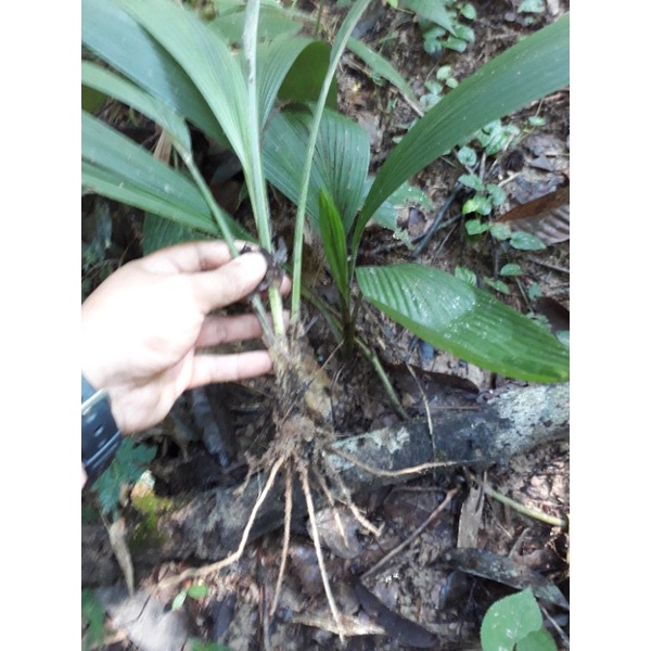 pokok lemba berakar /pokok kelapa puyuh | Shopee Malaysia