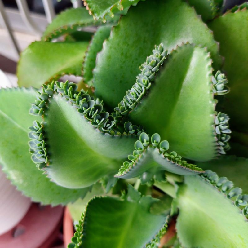 Live Plant Mother of Thousand in Pot/ Pokok Setawar dalam Pasu | Shopee ...