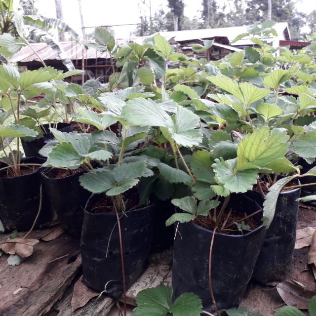 Anak pokok strawberry jsc (lowland) | Shopee Malaysia