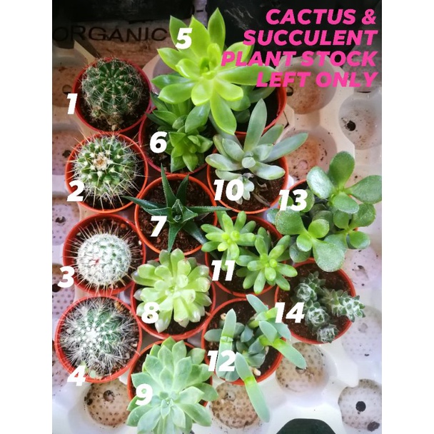 [WHILE STOCK LAST] (3pcs=RM10) Mini Succulent Cactus Cacti/Office Table ...