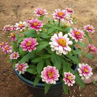 Zinnia Zahara Double Raspberry Ripple (8sds) Flower Seeds Wellgrow ...