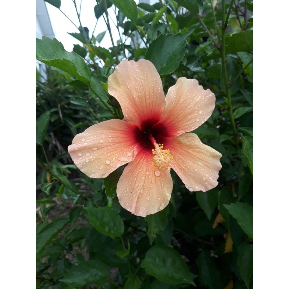 BUNGA RAYA (keratan batang) | Shopee Malaysia