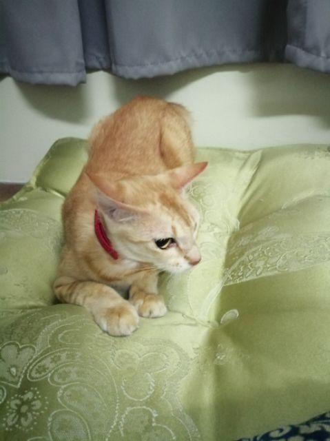 Araton Chicken & Turkey / Chicken & Salmon (Cat Food) 15KG | Shopee ...