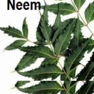 Pokok semambu, neem tree | Shopee Malaysia