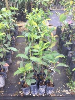 Manggis mesta / manggis master hybrid / pokok manggis mester / pokok ...