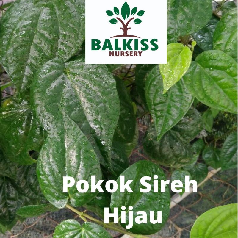 Pokok Sireh Hijau / Pokok Sireh Kampung / Pokok Sireh | Shopee Malaysia