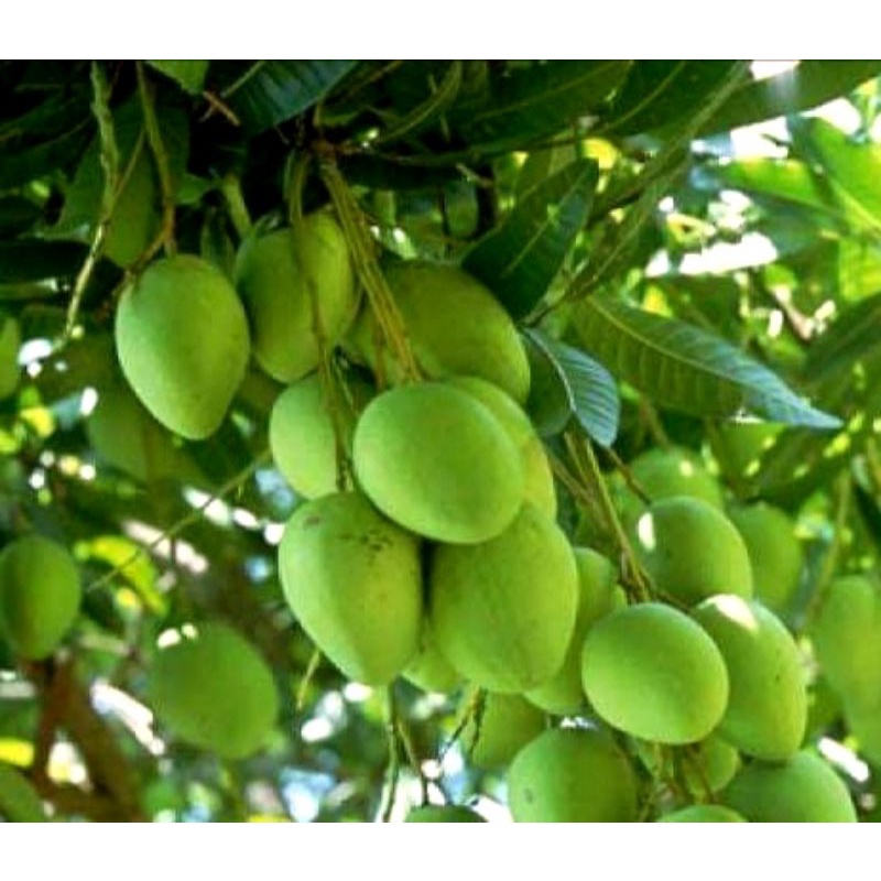 mangga telur muda/pelam telur muda/pelam utk cicah/ colek_pelam viral ...