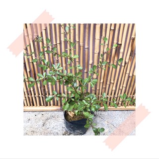 (GG real plant) bucida hijau ^ monineti busida live outdoor plant tree ...