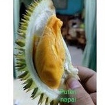 BENIH POKOK DURIAN PUTERI NAPAI KAHWIN (BUNGA MERAH) | Shopee Malaysia