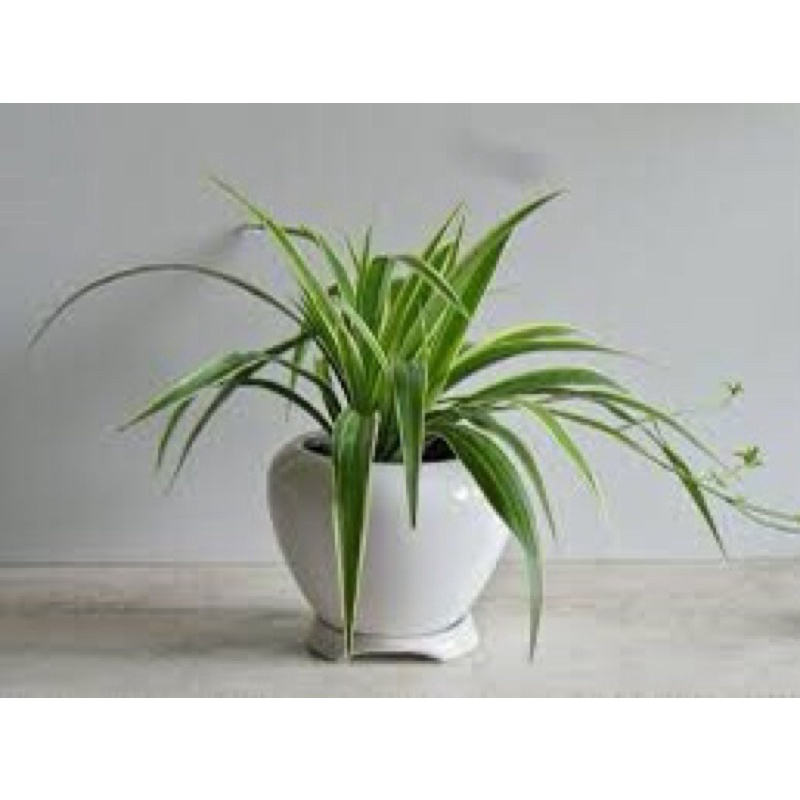 Pokok Labah-labah / Spider Plant | Shopee Malaysia