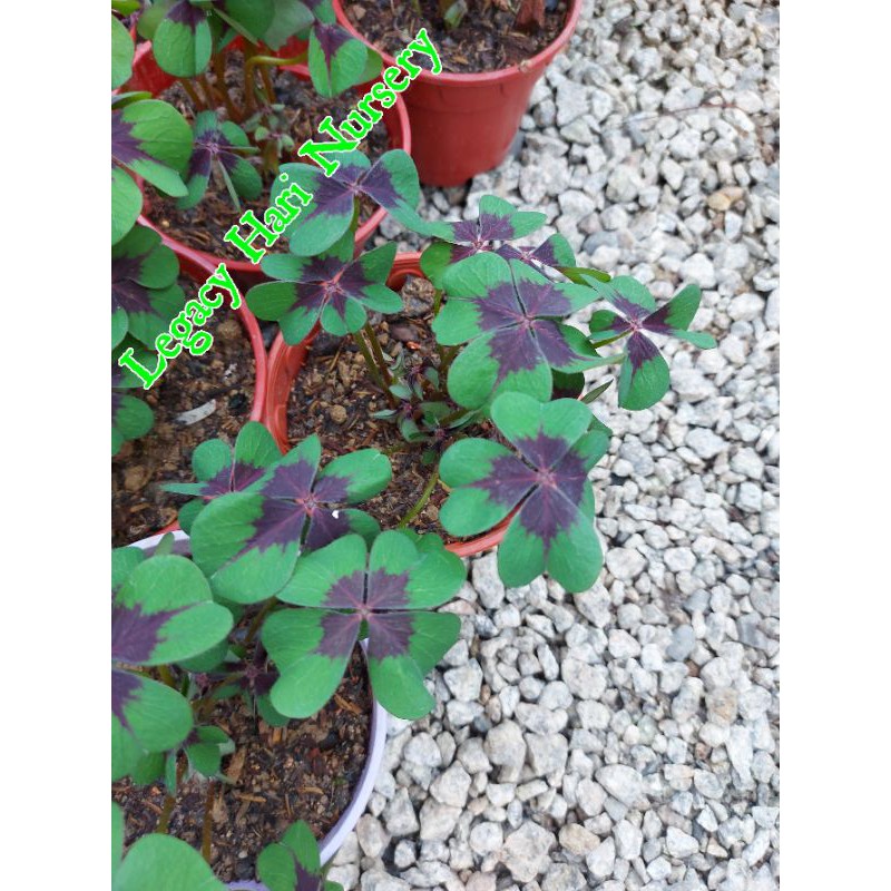 oxalis plant / pokok rerama / pokok rama-rama (ready stock) | Shopee ...