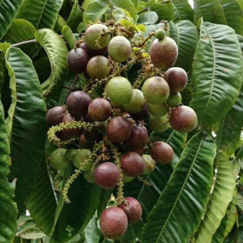 anak pokok matoa berbuah cepat | Shopee Malaysia