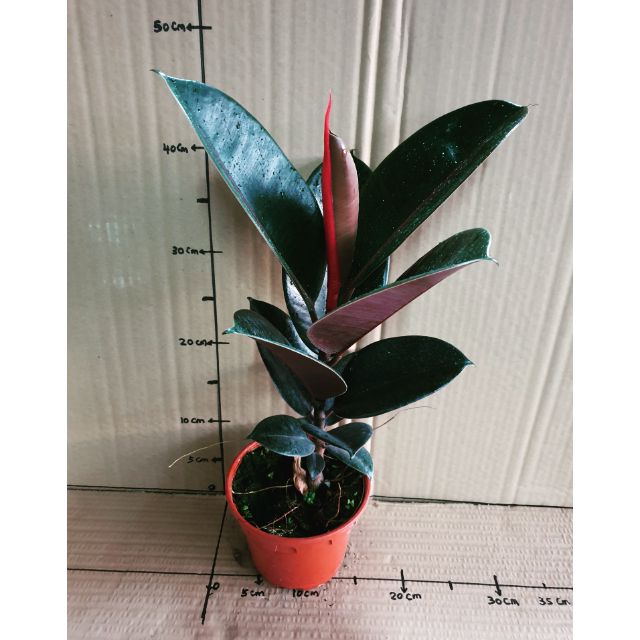 FICUS RED/ POKOK HIDUP FICUS | Shopee Malaysia