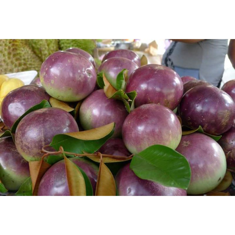 Pokok epal susu / epal star | Shopee Malaysia