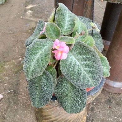 Episcia Lilacina Lemon (Gesneriaceae) | Shopee Malaysia