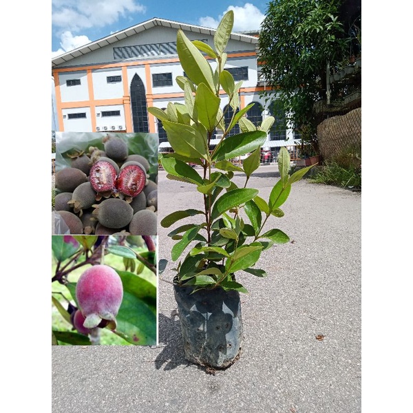 Anak Pokok Kemunting dalam polibeg. buah kemunting/kemunin | Shopee ...