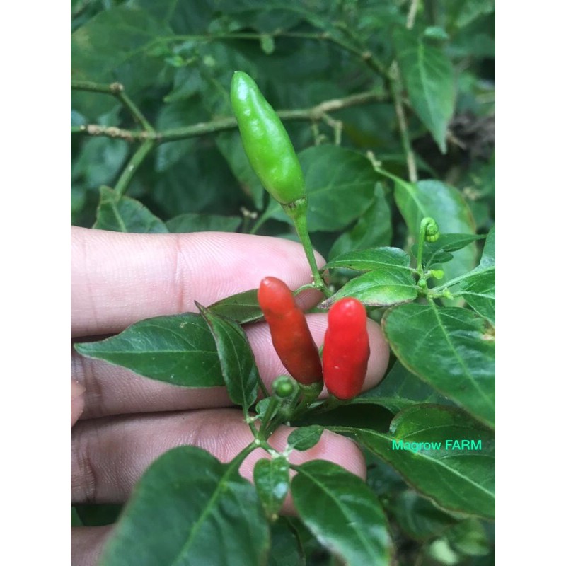 🔥CILI PADI KAMPUNG 🔥 Benih Cili Api 🌶 Biji Lada Burung 🌶 Cabai Burung 🌶 ...