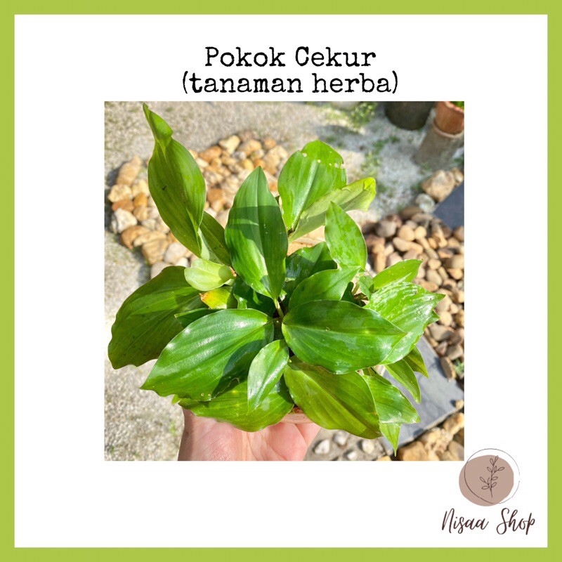 POKOK CEKUR (Tanaman Herba) READY STOCK !! | Shopee Malaysia