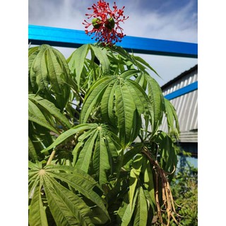 Pokok Gambir Sarawak/Jarak Cina | Shopee Malaysia