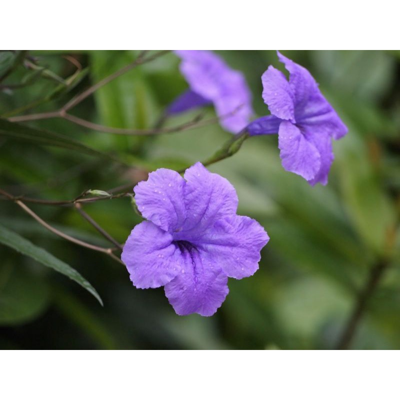 Purple Shower Ruellia / Pokok Bunga Petunia (Keratan Batang) | Shopee ...