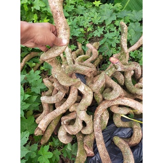 Akar Pokok Sintok/Beluru (12inci) | Shopee Malaysia