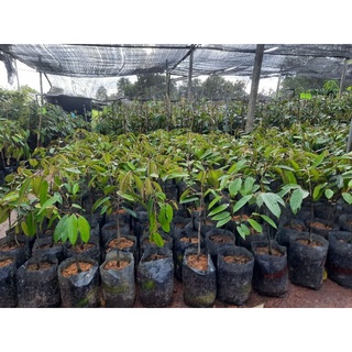 Pokok durian duri hitam/Blackthorn (D200) hybrid/kawin thai | Shopee ...