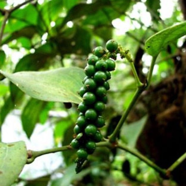Sarawak Pepper Pokok Lada Putih / Pepper plant | Shopee Malaysia