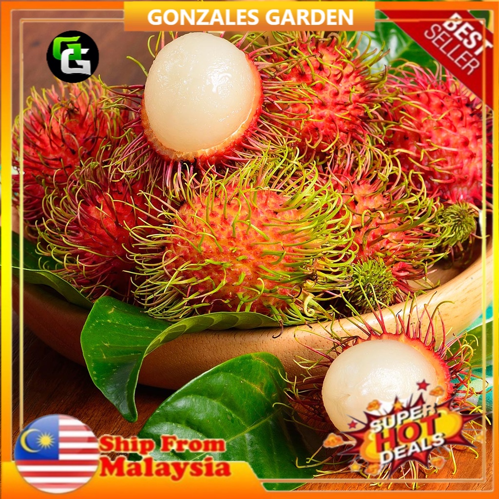Anak Pokok Rambutan Jarum Mas Pokok Stabil | Shopee Malaysia