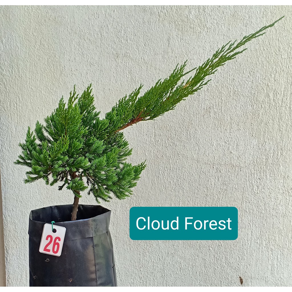 Taiwan Juniper Live Plant for Bonsai 台湾真柏 | Shopee Malaysia