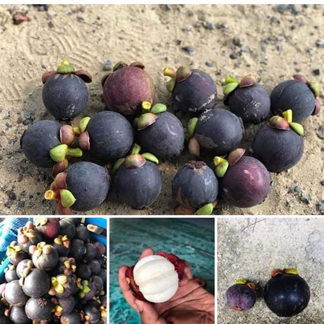 Manggis mesta / manggis master hybrid / pokok manggis mester / pokok ...