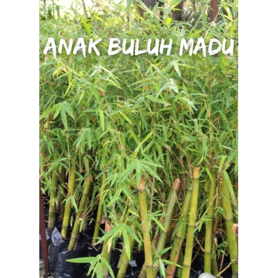 Anak Pokok Buluh Madu | Shopee Malaysia