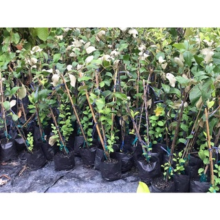 KKB Pokok Bidara Apple Jumbo - buah bidara saiz buah epal | Shopee Malaysia