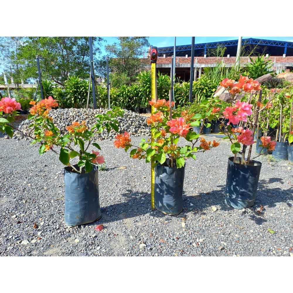 [LIVE PLANT] POKOK BUNGA KERTAS MATANG pink oren dalam polibeg (sila ...