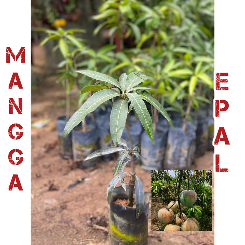 Pokok mangga ( epal ) hybrid thai murah | Shopee Malaysia