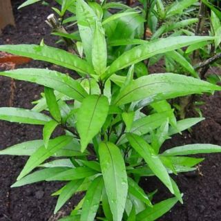 Gandarusa Hitam (Justicia gendarussa) - keratan batang (plant cuttings ...