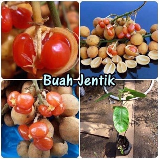anak pokok buah ridan @ korlan | Shopee Malaysia