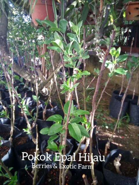 Pokok Epal Hijau Di Malaysia