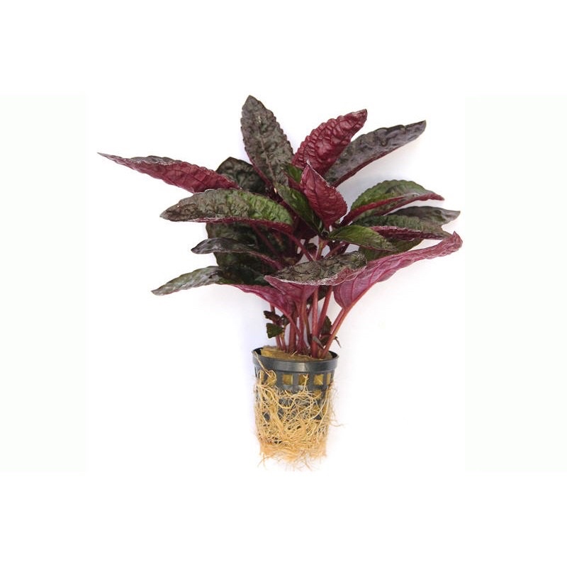 Hemigraphis Colorata Aquatic Water Plant | Shopee Malaysia