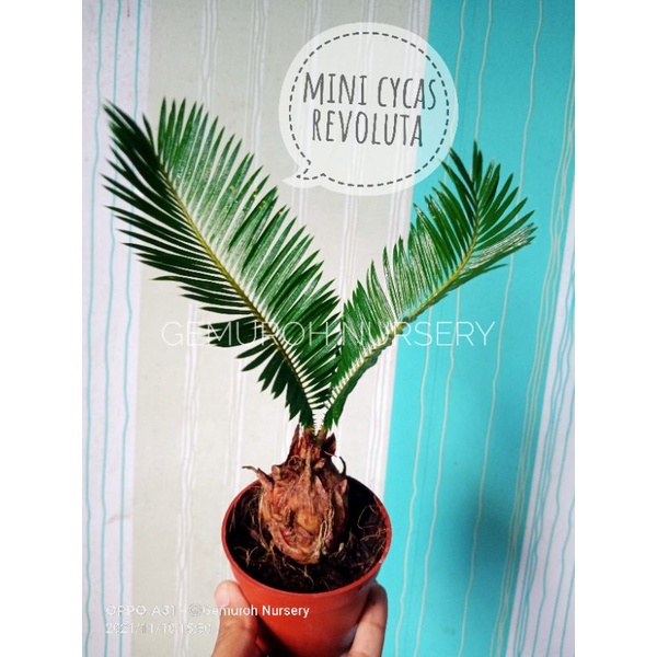 mini cycas revoluta | pokok paku aji mini | Shopee Malaysia