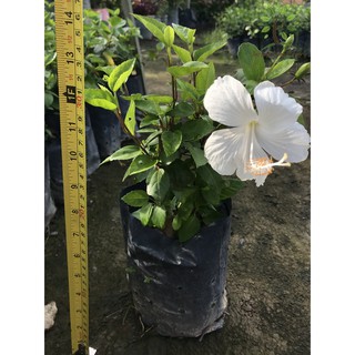 Berjaya Plant Nursery - Bunga Raya/Hibiscus(Pokok Bunga Hidup/Pokok ...