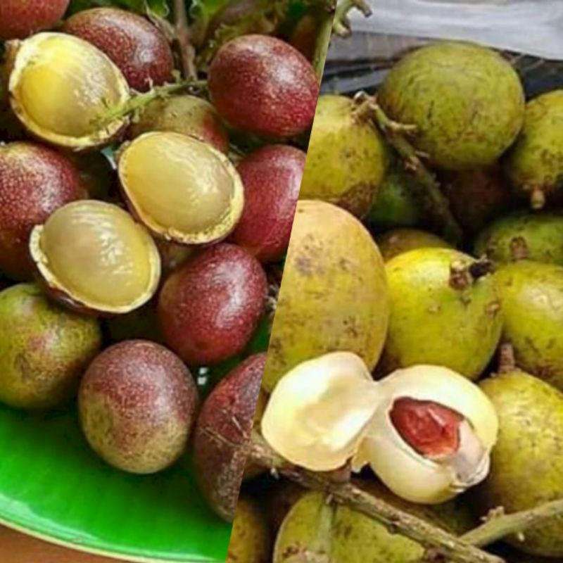 BUAH KRISTAL / MATOA 500g | Shopee Malaysia