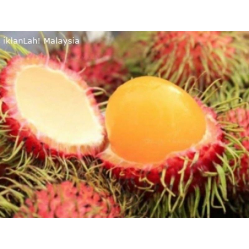 Rambutan Isi Kuning Hybrid | Shopee Malaysia