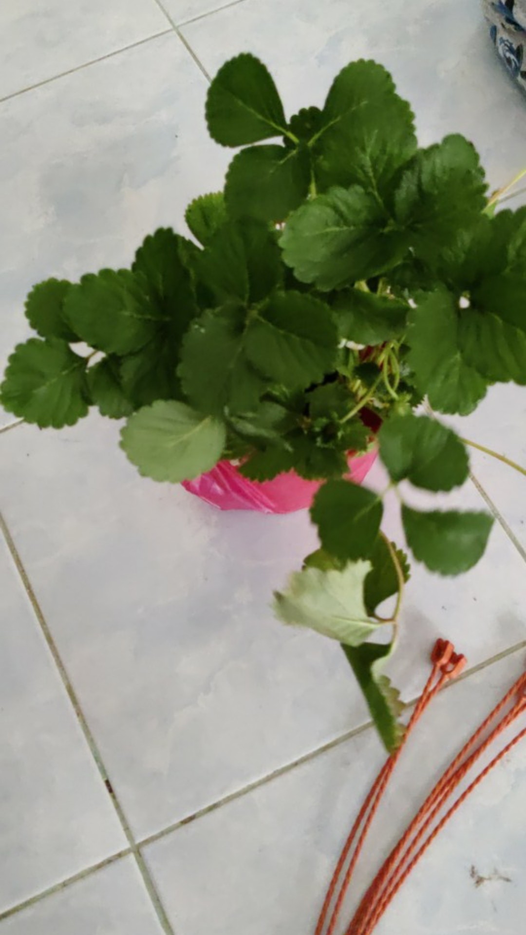 REAL LIVE PLANT pokok strawberry albion | Shopee Malaysia