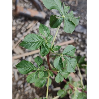 Benih sayur maman ( 1 gram) | Shopee Malaysia