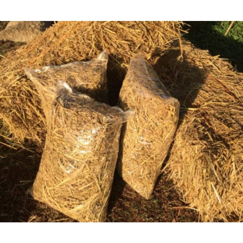 PHANTIRA-Rice Straw/Padi Jerami | Shopee Malaysia