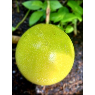 anak pokok markisa kuning | Shopee Malaysia